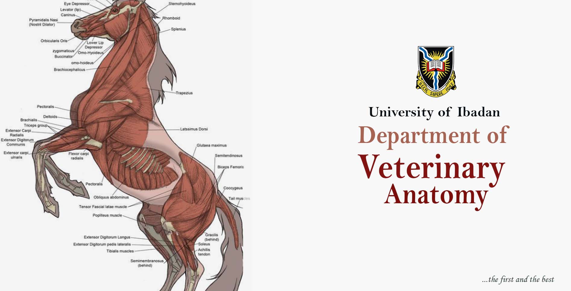 Veterinary Anatomy | FACULTY OF VETERINARY MEDICINE